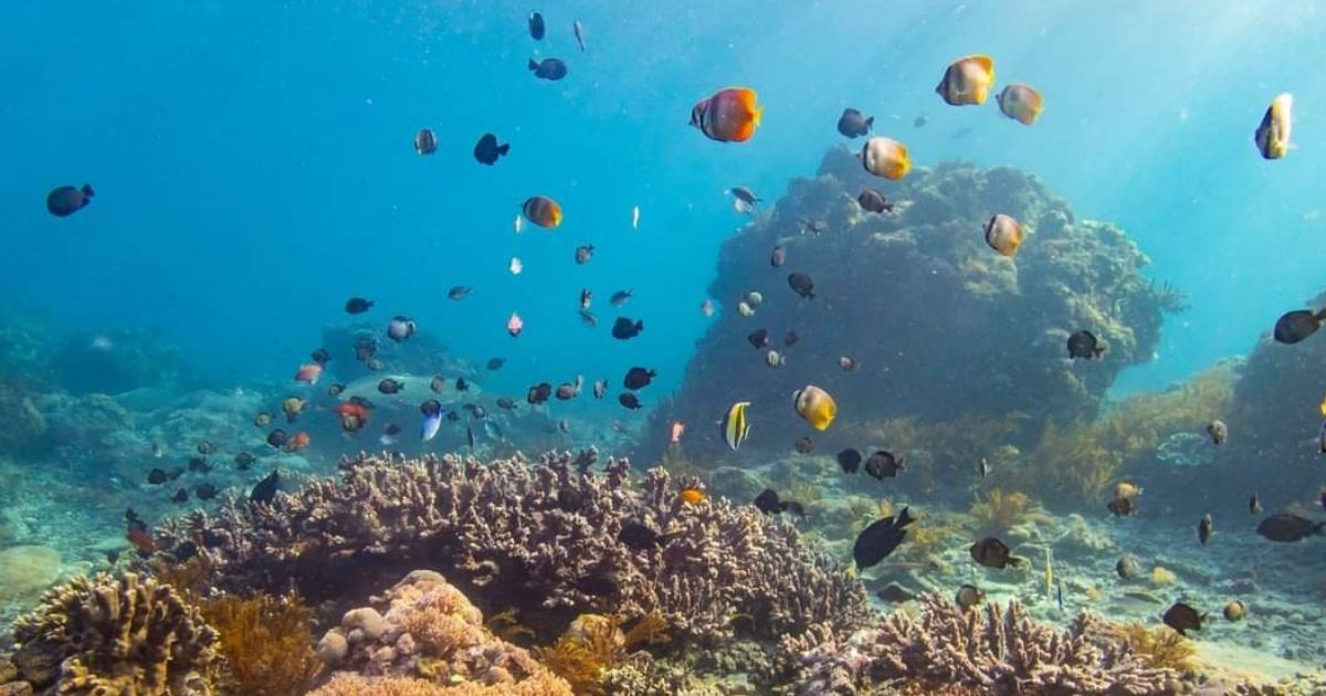 Why oceans can be seen as a mirror of life - Heart for Nature